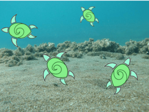 Samoan Turtle. – The Manaiakalani Network Blogging